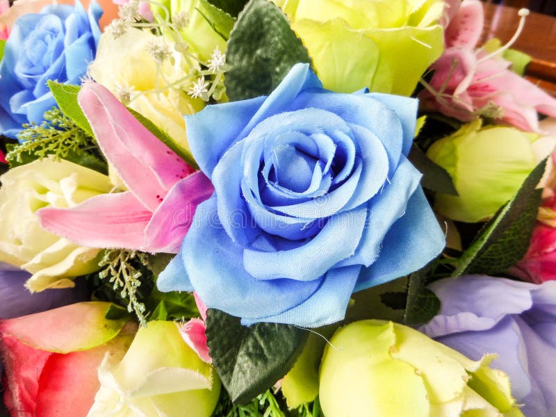 Rose three color stock image. Image of floral, complexion - 60373479