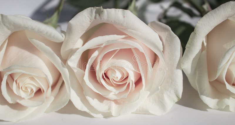 Rose. stock photo. Image of petals, plant, beautiful - 97919526