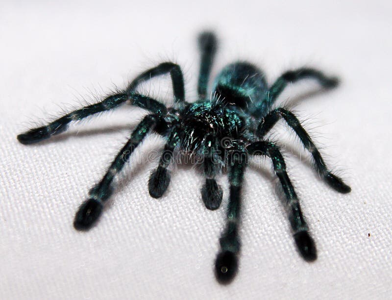 Rose Toe Tarantula Spiderling De La Martinique Image stock - Image du ...