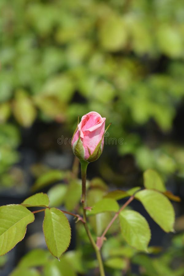 1,036 Tom Flower Stock Photos - Free & Royalty-Free Stock Photos from ...