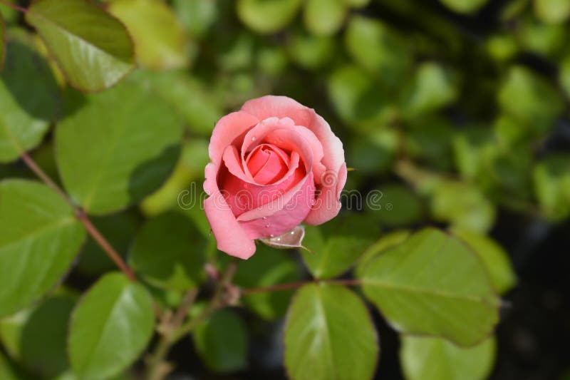 Rose Tom Tom stock image. Image of green, nature, floribunda - 276002861
