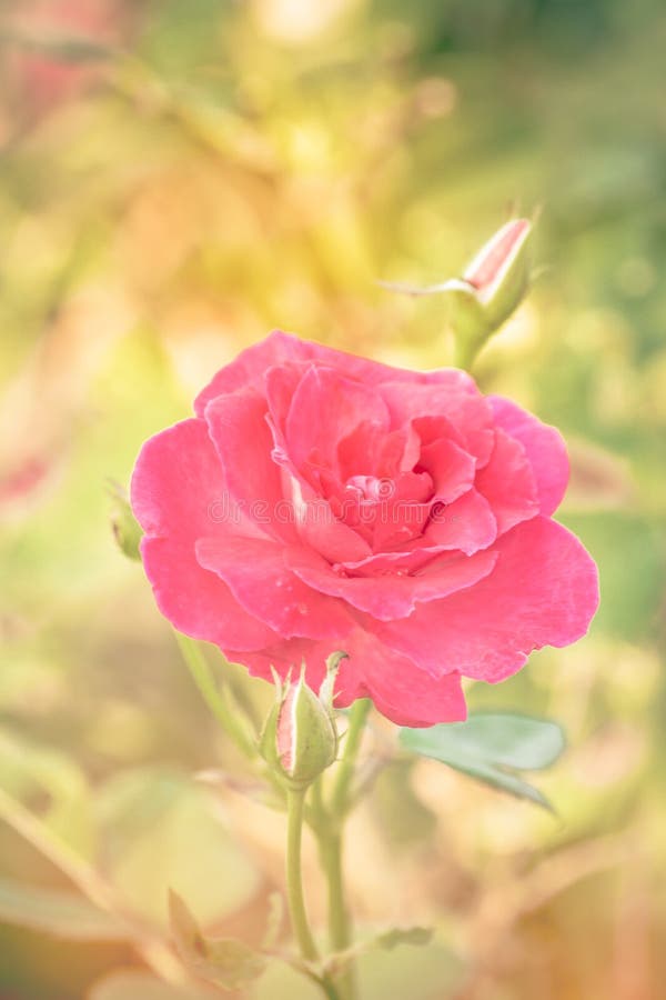 Rose tones vintage stock image. Image of arty, artistic - 92331645