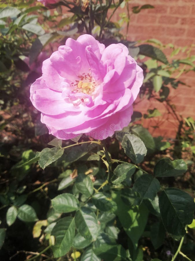 Rose Top and side view stock image. Image of leaf, blossom - 201299345