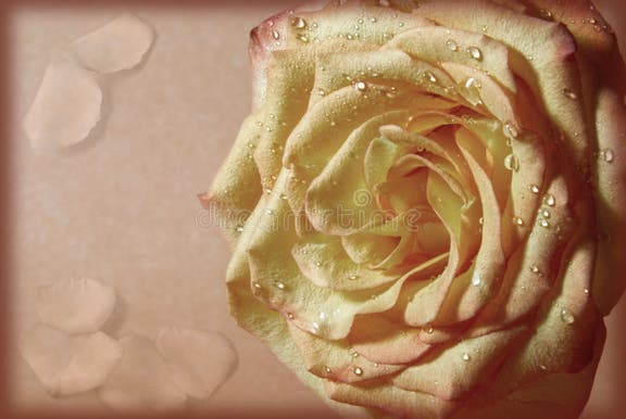 Rose with the Torn Off Petals Stock Photo - Image of celebration, brown ...