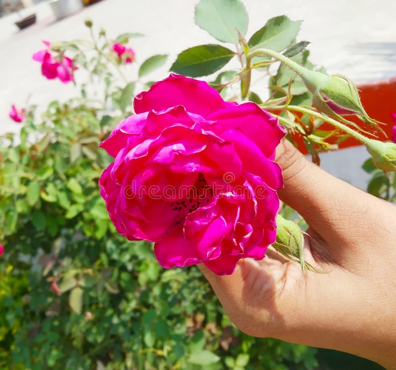 Rose Touched by Fingers Ready To Tear Stock Photo - Image of rose ...