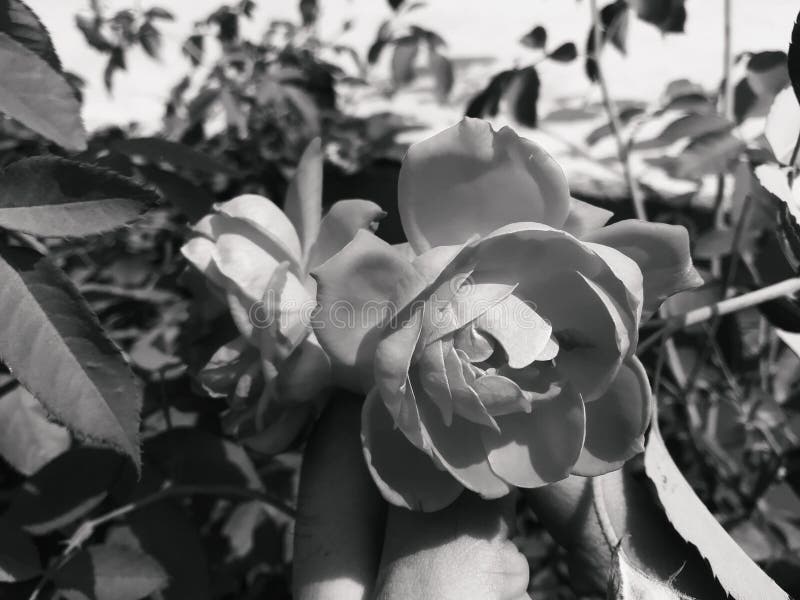 Rose Touched by Hand Ready To Tear Stock Photo - Image of branch, white ...