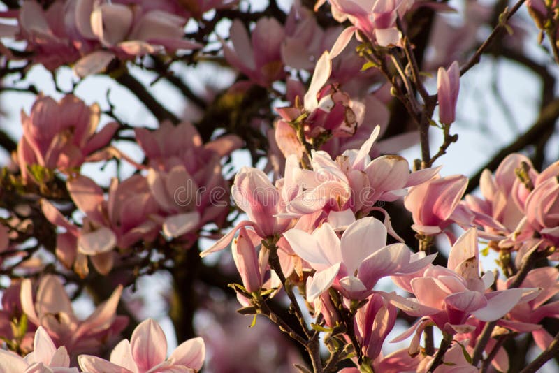 Rose Tree Flower Blooming in the Spring Stock Photo - Image of nature ...