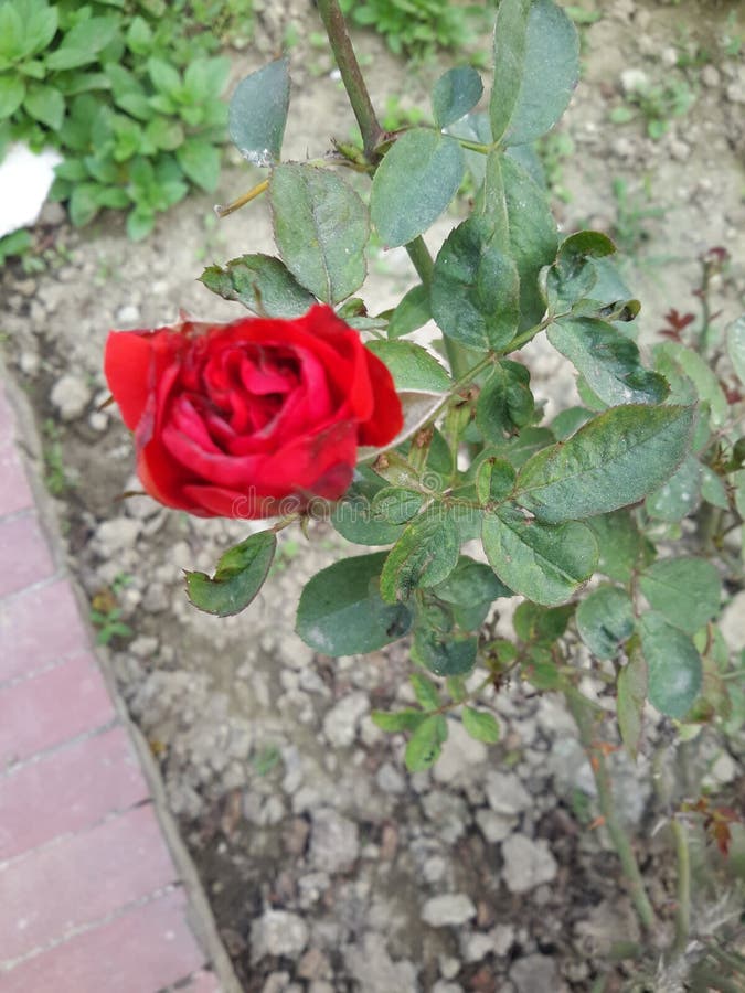 Rose tree in the garden stock photo. Image of garden - 137744838