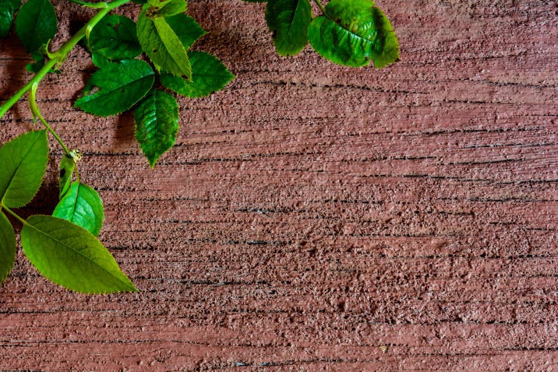 Rose Tree on Old Wood Texture Stock Image - Image of pattern, detail ...