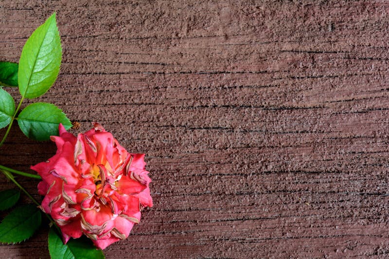 Rose Tree on Old Wood Texture Stock Photo - Image of line, macro: 88742054