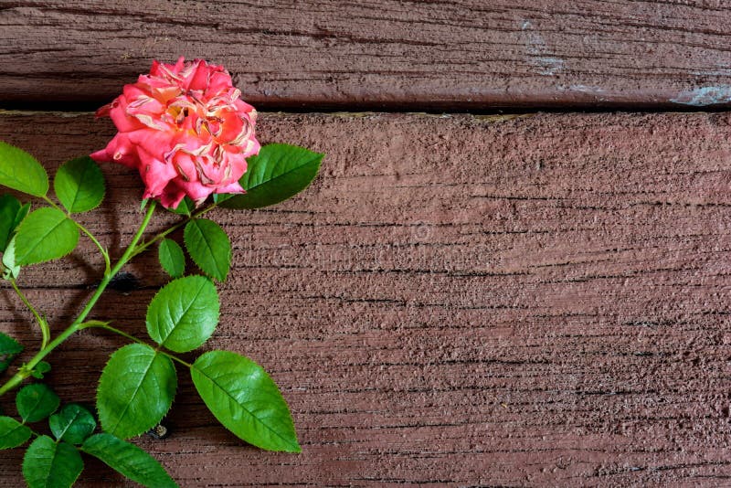 Rose Tree On Old Wood Texture Stock Photo - Image of detail, board ...