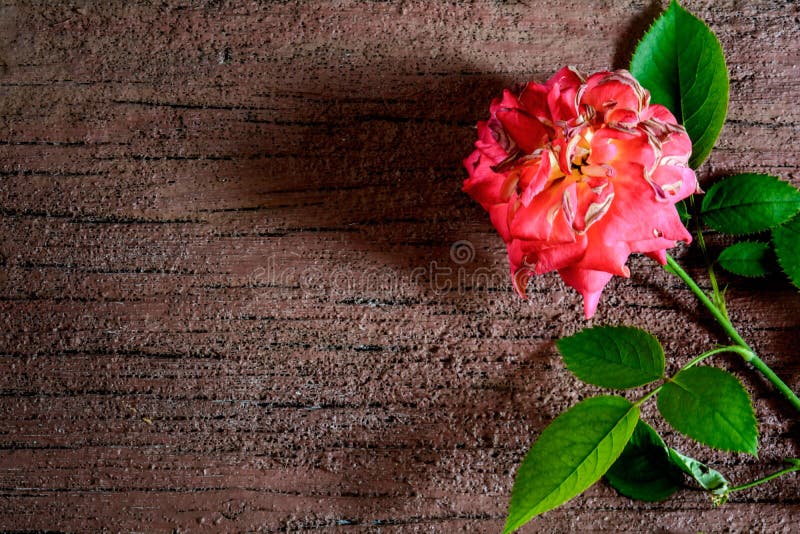 Rose Tree on Old Wood Texture Stock Photo - Image of door, background ...