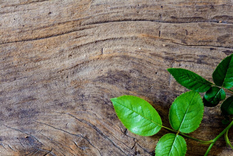 Rose Tree on Old Wood Texture Stock Image - Image of line, backdrop ...