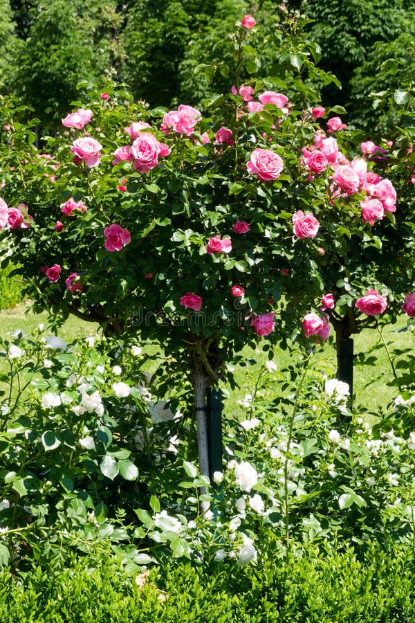 Rose-Tree with pink roses stock image. Image of head - 93360137