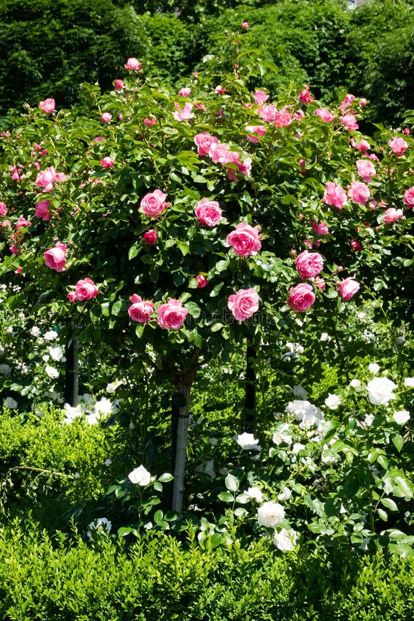 Rose-Tree with pink roses stock image. Image of hybrid - 93360181