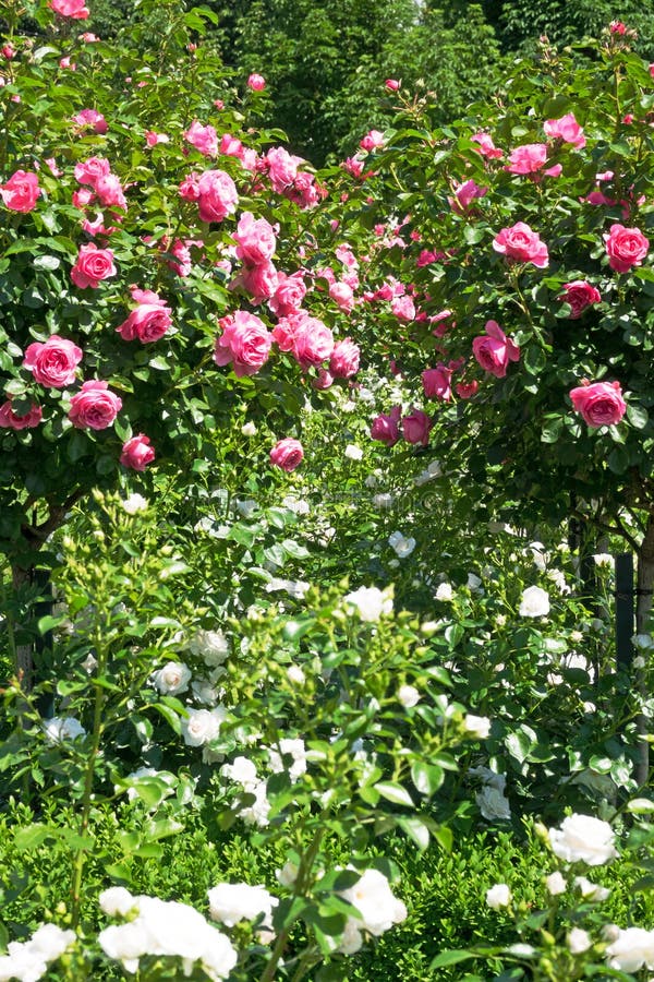 Rose-Tree with pink roses stock image. Image of hybrid - 93360181