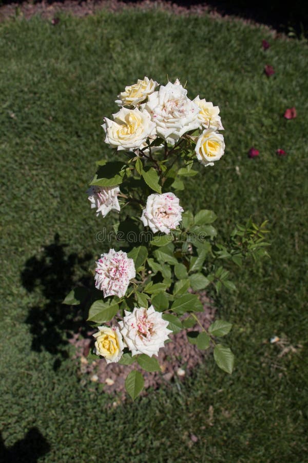Rose Tree with Pink Roses in a Garden Stock Photo - Image of spring ...