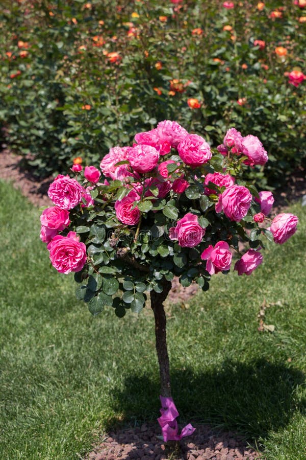 Rose Tree with Pink Roses in a Garden Stock Image - Image of flora ...