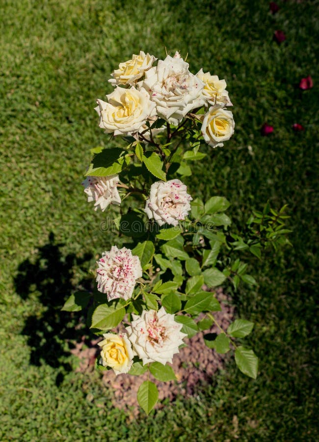 Rose Tree with Pink Roses in a Garden Stock Photo - Image of bloom ...