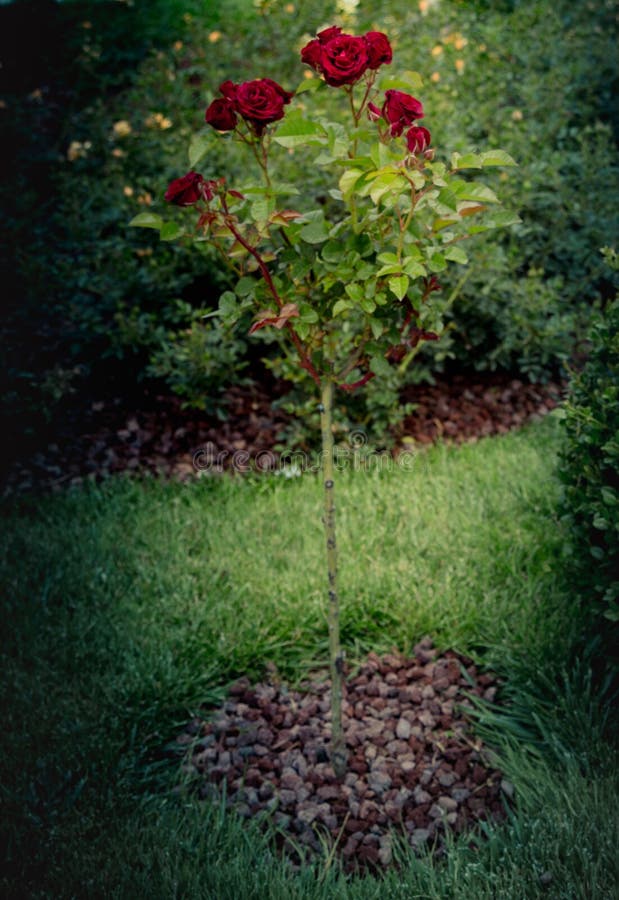 Rose Tree with Pink Roses in a Garden Stock Photo - Image of pink ...