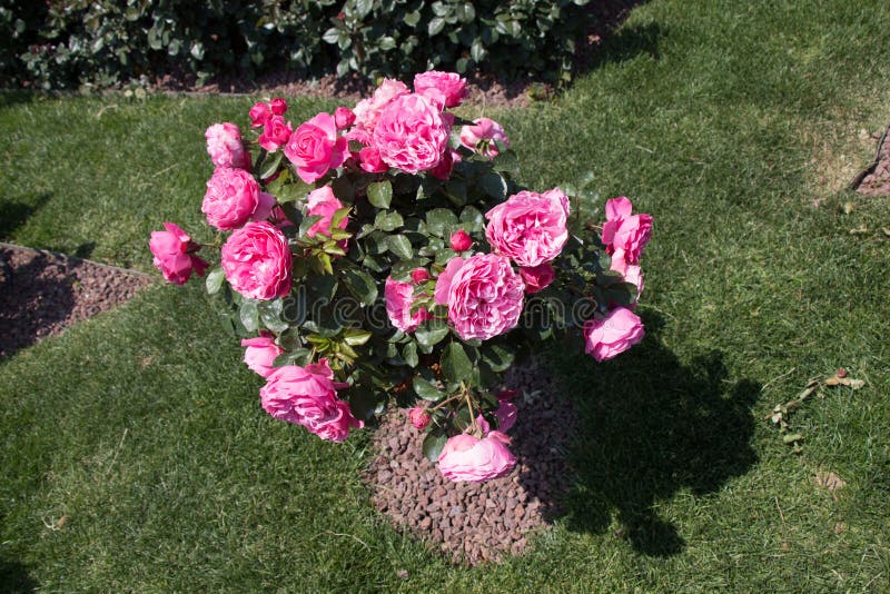 Rose Tree with Pink Roses in a Garden Stock Image - Image of nature ...