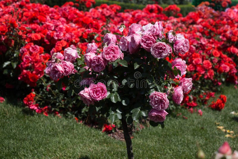 Rose Tree with Pink Roses in a Garden Stock Photo - Image of gardening ...
