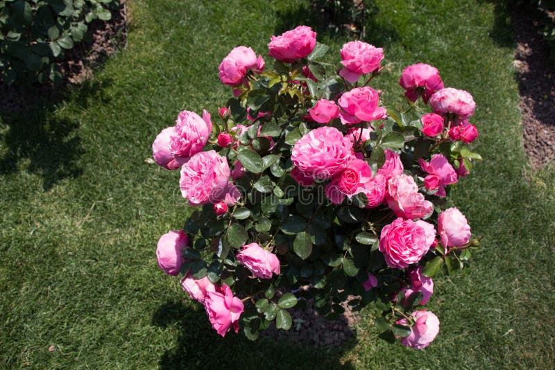 Rose Tree with Pink Roses in a Garden Stock Image - Image of plant ...