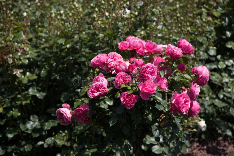 Rose Tree with Pink Roses in a Garden Stock Photo - Image of rosetree ...