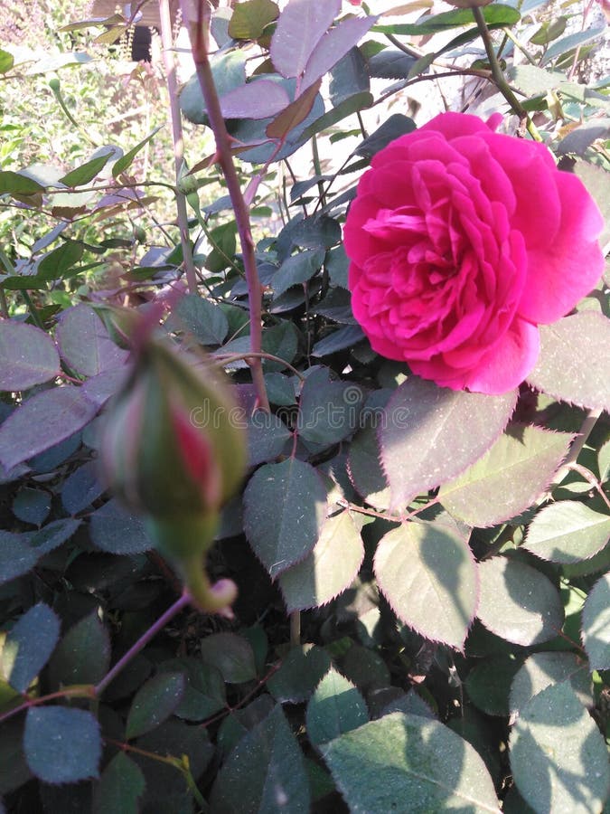 Rose Tree Plant Flower Gulab Indian Flower Stock Image - Image of ...