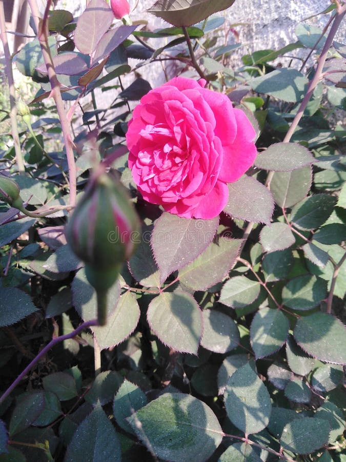 Rose Tree Plant Flower Gulab Indian Flower Stock Image - Image of plant ...