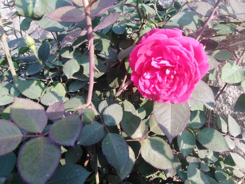 Rose Tree Plant Flower Gulab Indian Flower Stock Photo - Image of rose ...