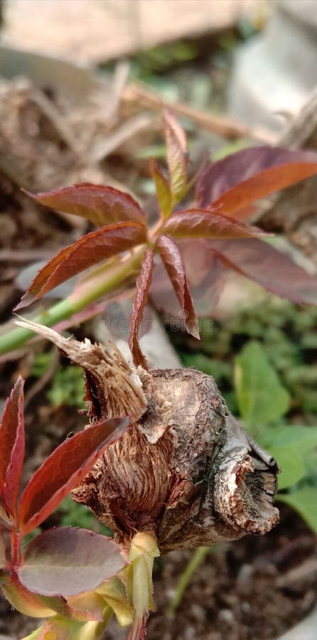 A Rose Tree Whose Leaves are Just Growing Stock Photo - Image of flower ...