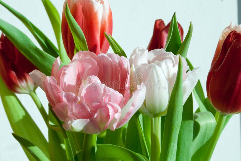 Tulip Close-up stock photo. Image of summer, bottom, drops - 6000102