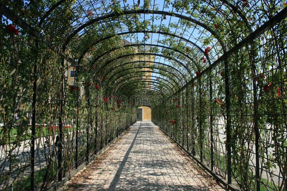 Rose tunnel stock image. Image of garden, green, arch - 21132211