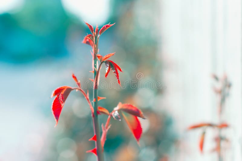 Rose twig with red leaves stock photo. Image of beautiful - 208365758