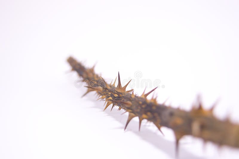 Rose twig with thorns stock photo. Image of stem, symbolic - 40090870