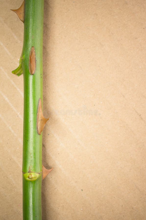 Rose twig stock photo. Image of decoration, close, flower - 46516032