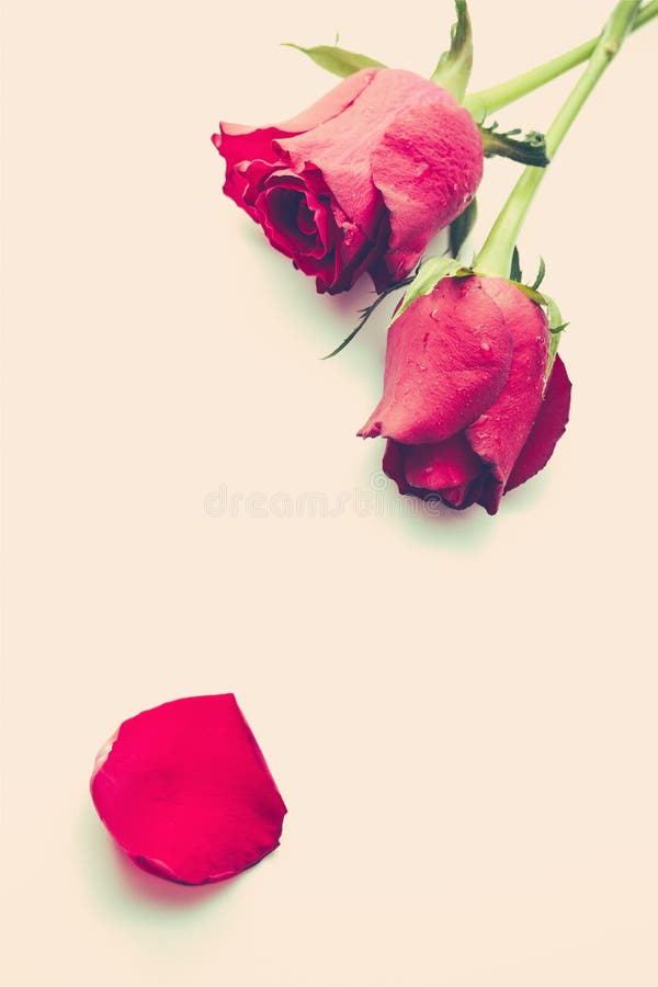 Rose stock image. Image of closeup, blossom, filter, greeting - 38745617