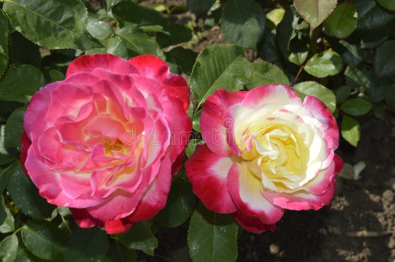 Rose in two color . stock image. Image of nature, bicoloured - 94559687