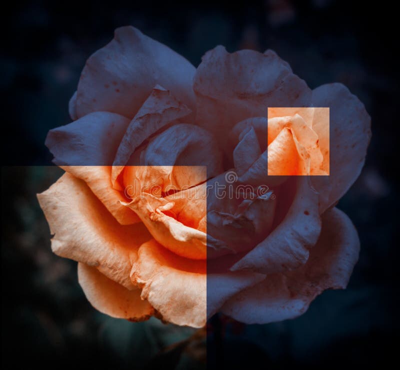 Rose in two squares on it stock photo. Image of love - 163375338