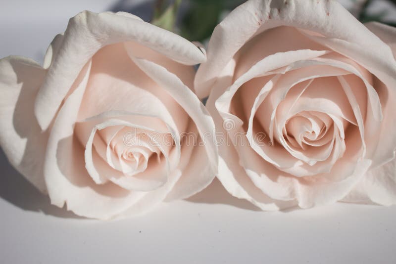 Rose. stock image. Image of celebration, decoration, season - 97919299