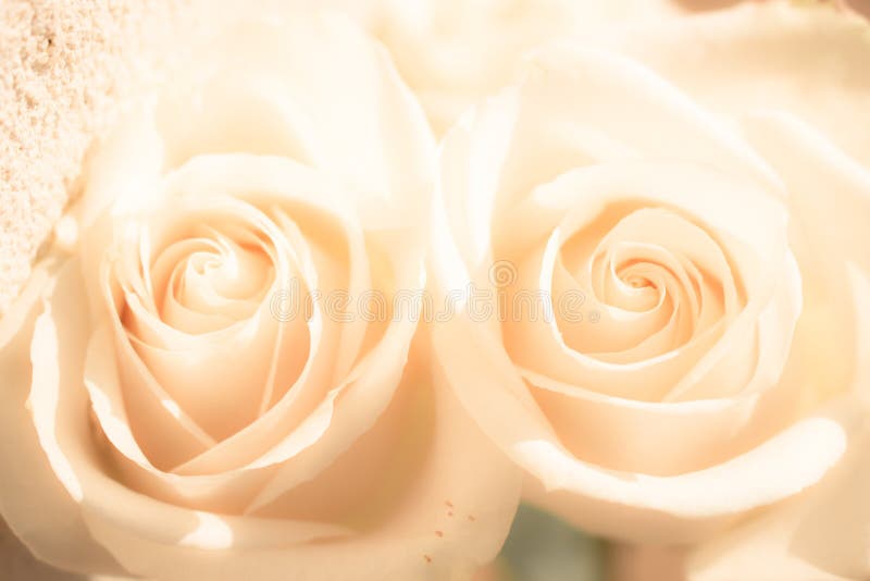 Rose. stock photo. Image of head, floral, pattern, blossom - 97919442