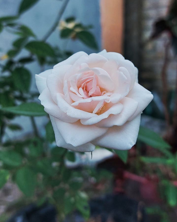 Rose Type & X27;Julia Renaissance& X27; Seen Blooming in the Morning in ...