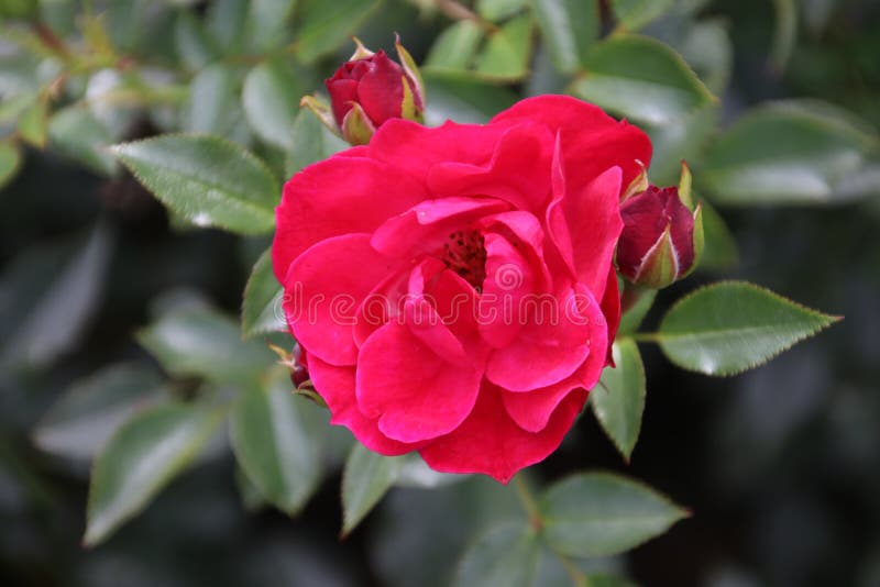 Rose Type Raspberry Royal in Close-up in the Public Rosarium of Boskoop ...