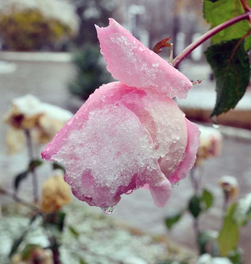 The Rose is Under the First Snow that Melts on the Flower Stock Photo ...