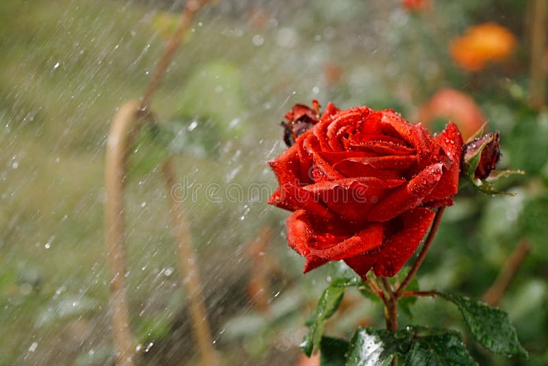 Rose under summer rain stock photo. Image of outdoors - 85582880