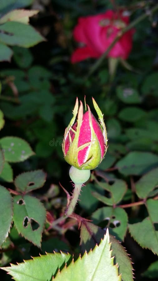 Rose stock image. Image of rose, pink, close, bloomed - 94490103