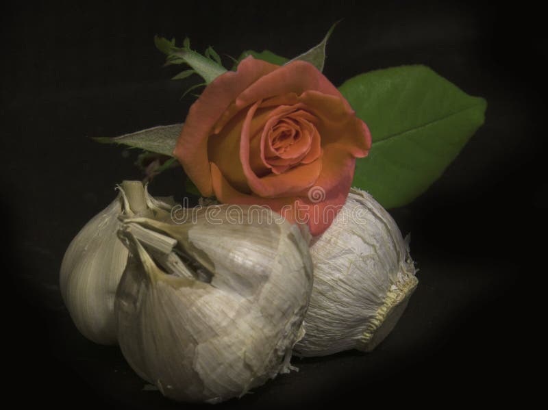 Rose for a Vampire stock image. Image of texture, effect - 172948321