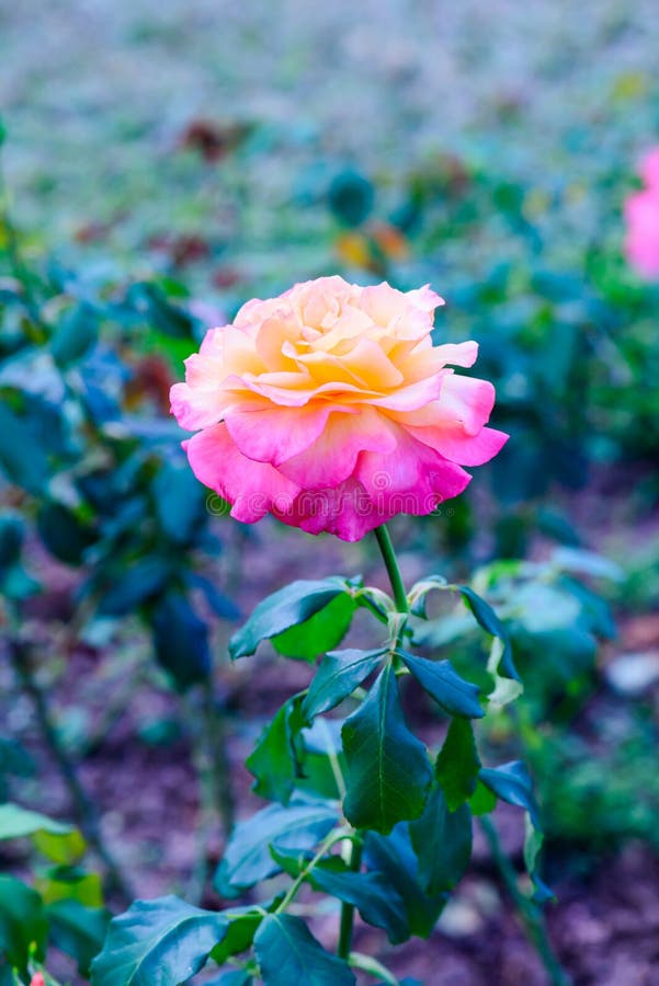 Rose Varieties Summer of Love Stock Photo - Image of garden, chiangmai ...