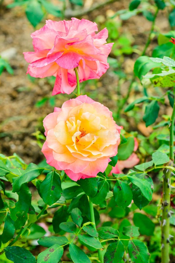 Rose Varieties Summer of Love Stock Image - Image of garden, growing ...